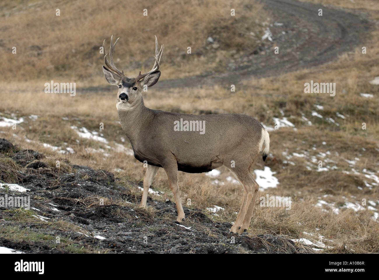 Mule Deer Buck Stock Photo - Alamy