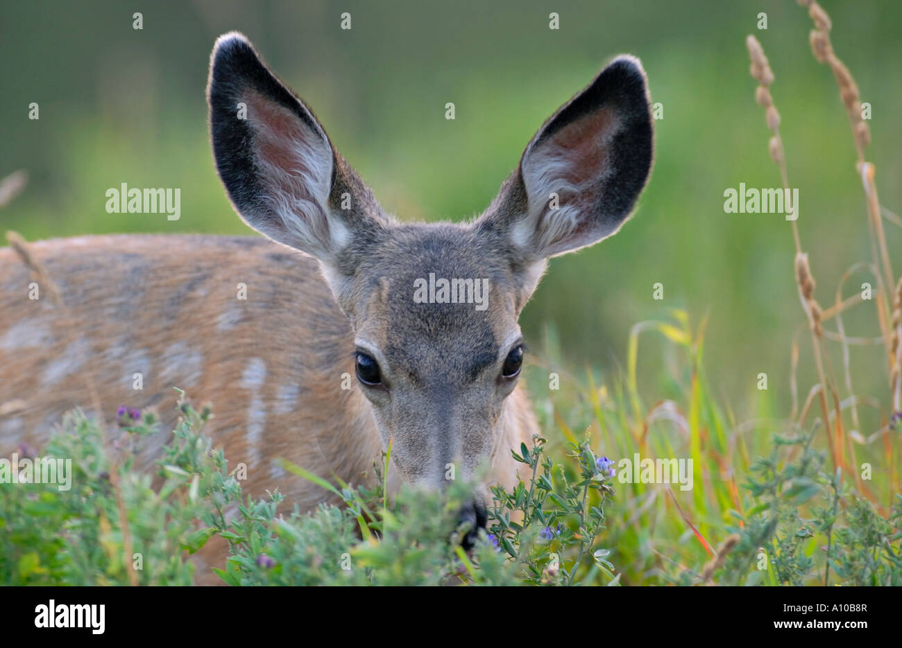 Mule Deer Fawn Stock Photo - Alamy
