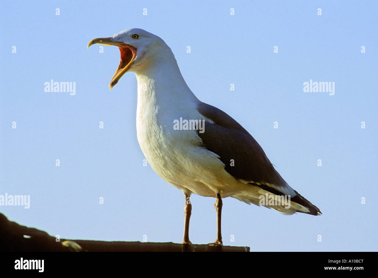 Bill sea hi-res stock photography and images - Alamy
