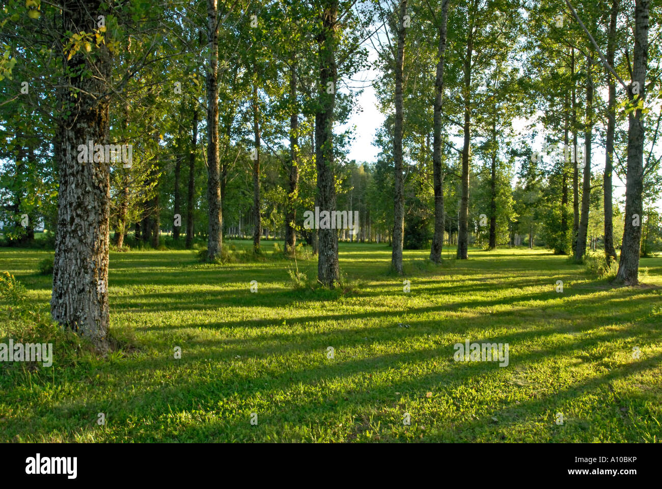 Trees and Grass 1 Stock Photo - Alamy