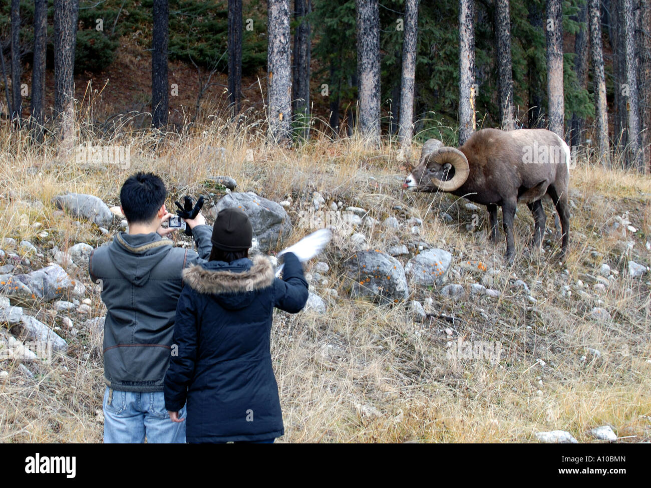 Watching the wildlife Stock Photo - Alamy