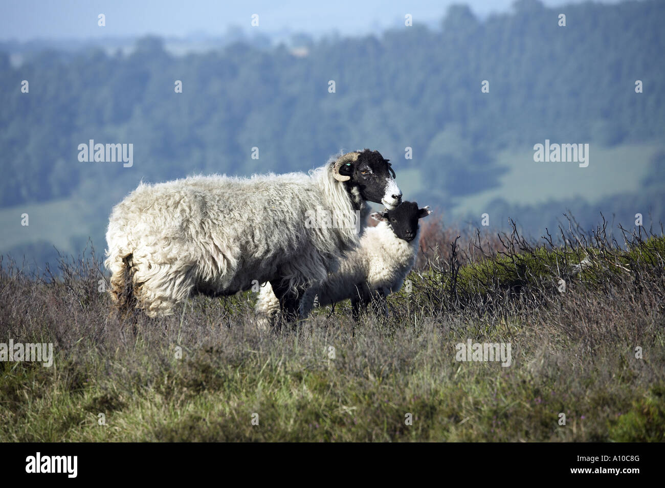 Sheep and lamb Stock Photo - Alamy