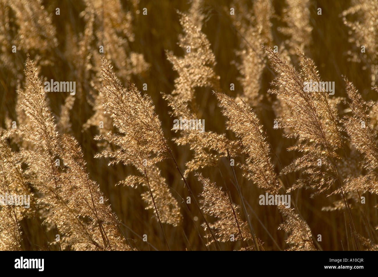 Common reed uk flower hi-res stock photography and images - Alamy