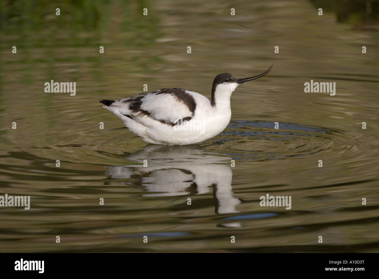 avocet Recurvirostra avosetta wading east anglia Stock Photo - Alamy