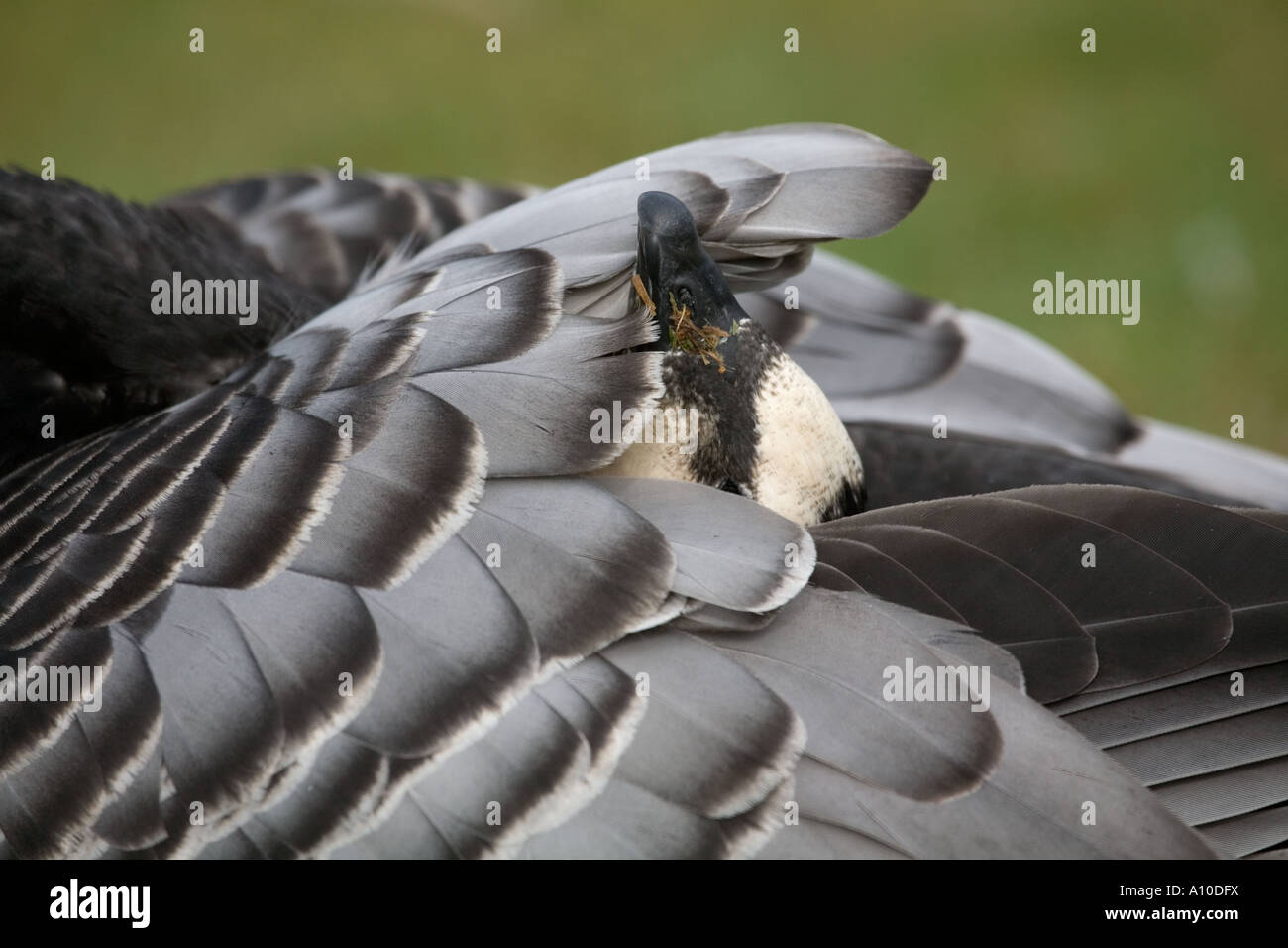 barnacle goose Branta leucopsis preening showing feather detail Stock ...