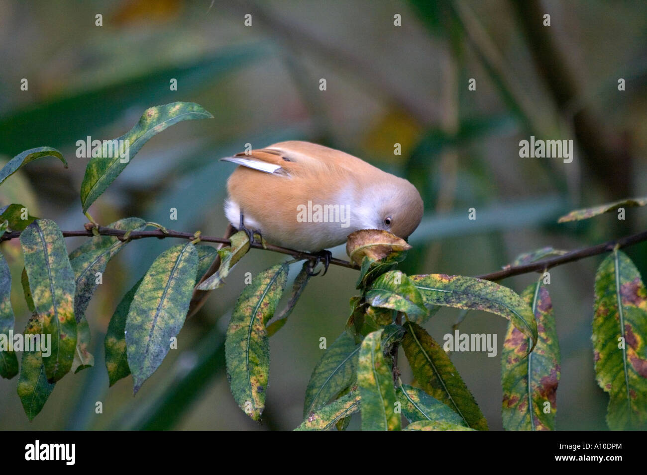bearded tit Panurus biarmicus east anglia Stock Photo - Alamy