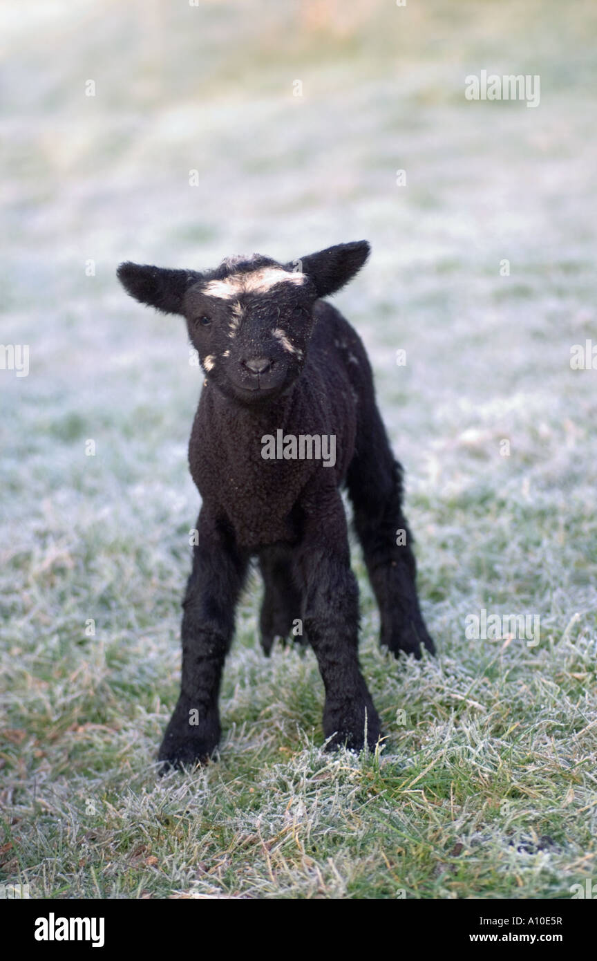 Black lamb hi-res stock photography and images - Alamy