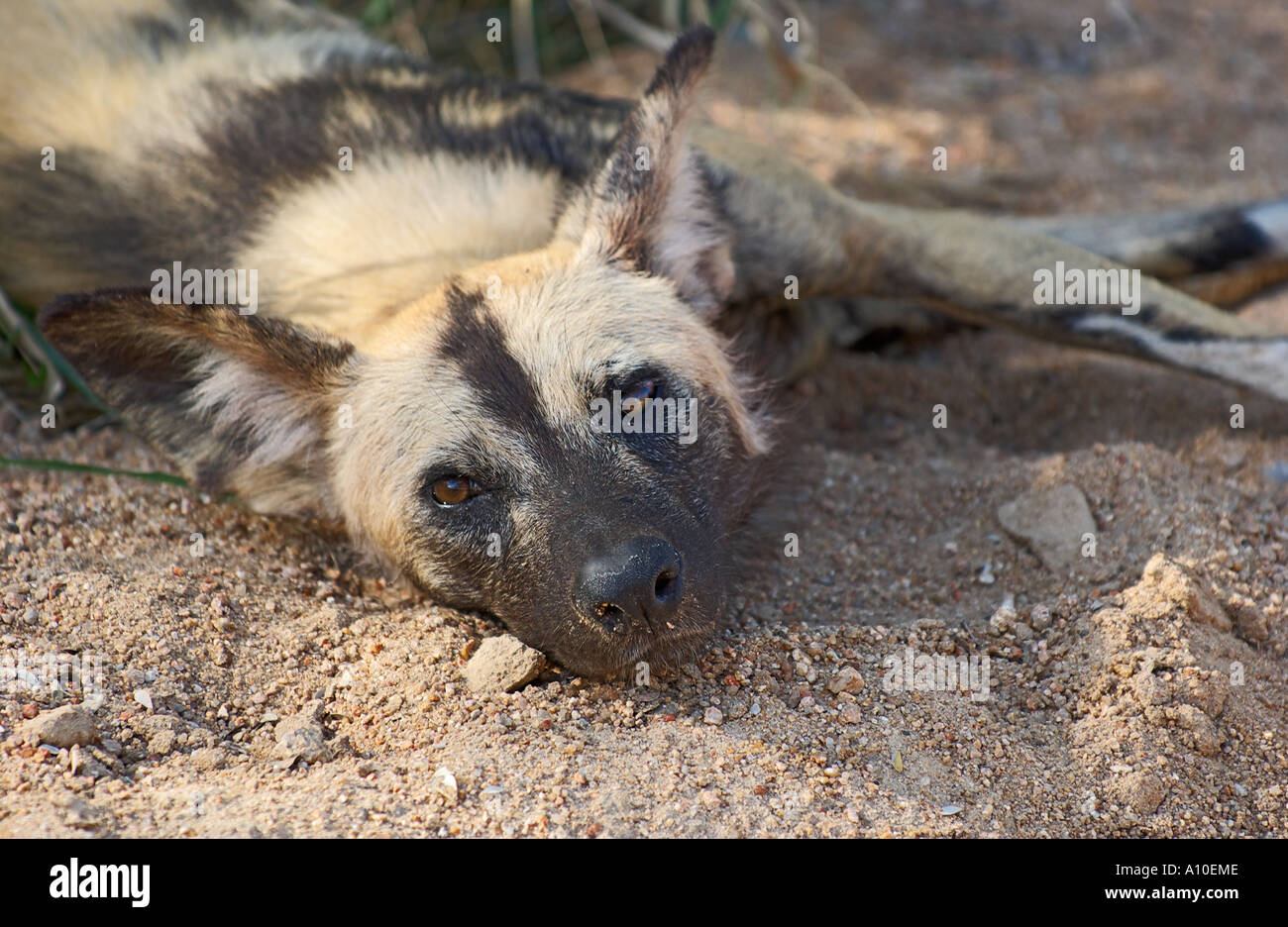 Close up of resting African Wild Dog Stock Photo - Alamy