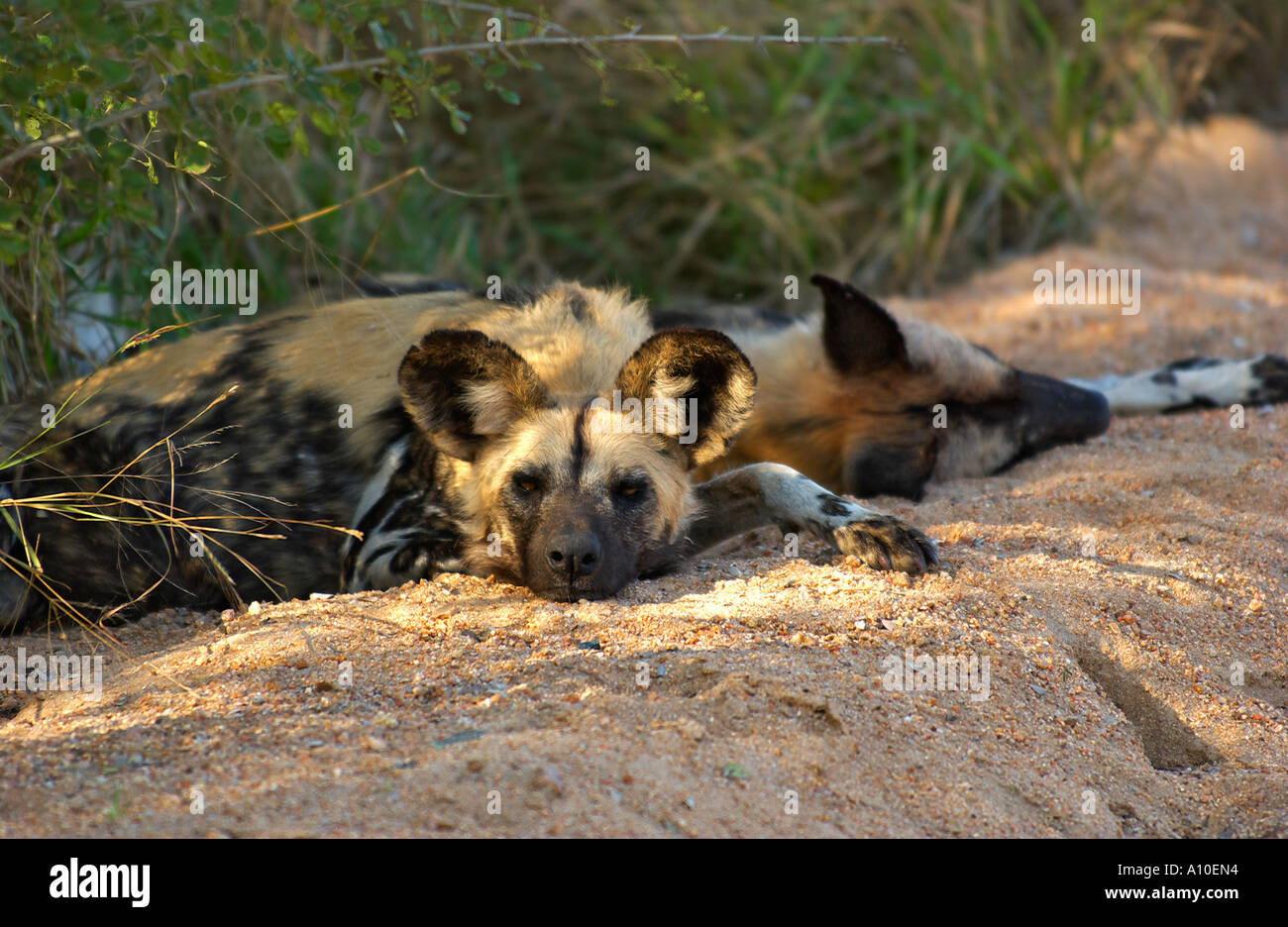 African Wild Dogs resting in midday heat Stock Photo - Alamy