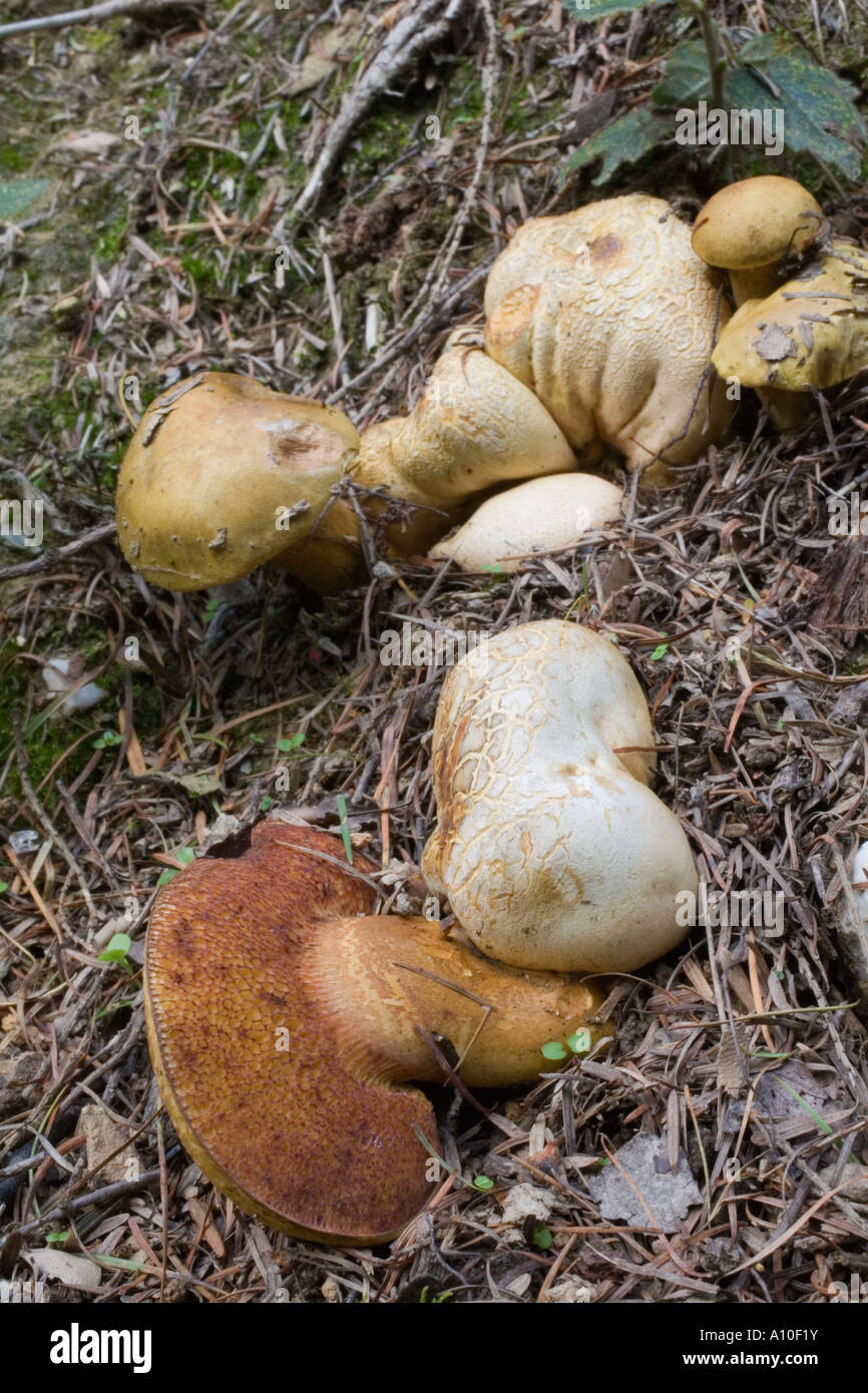 Boletus Parasiticus High Resolution Stock Photography and Images - Alamy
