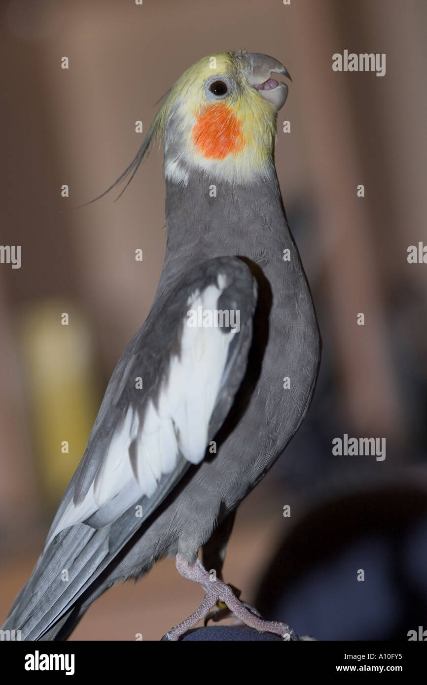 Cockatiel foot hi-res stock photography and images - Alamy