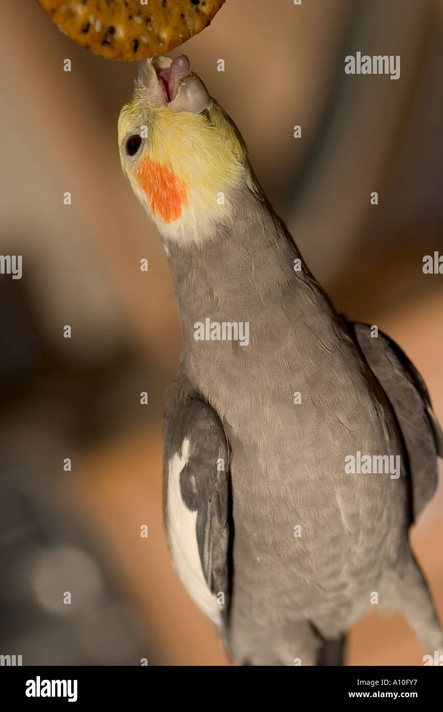 Cockatiel foot hi-res stock photography and images - Alamy