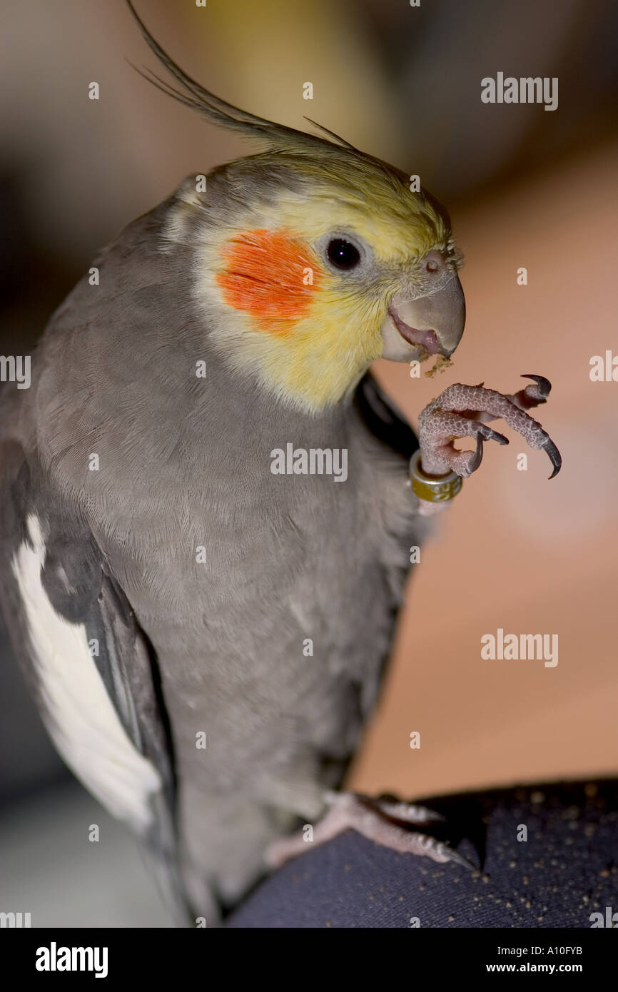 Cockatiel foot hi-res stock photography and images - Alamy
