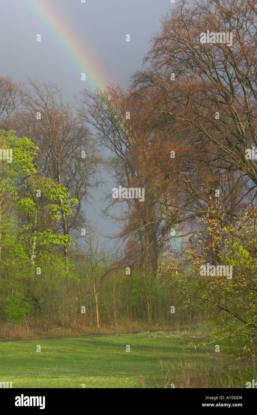 Rainbow on a wet spring day over beech trees Stock Photo - Alamy