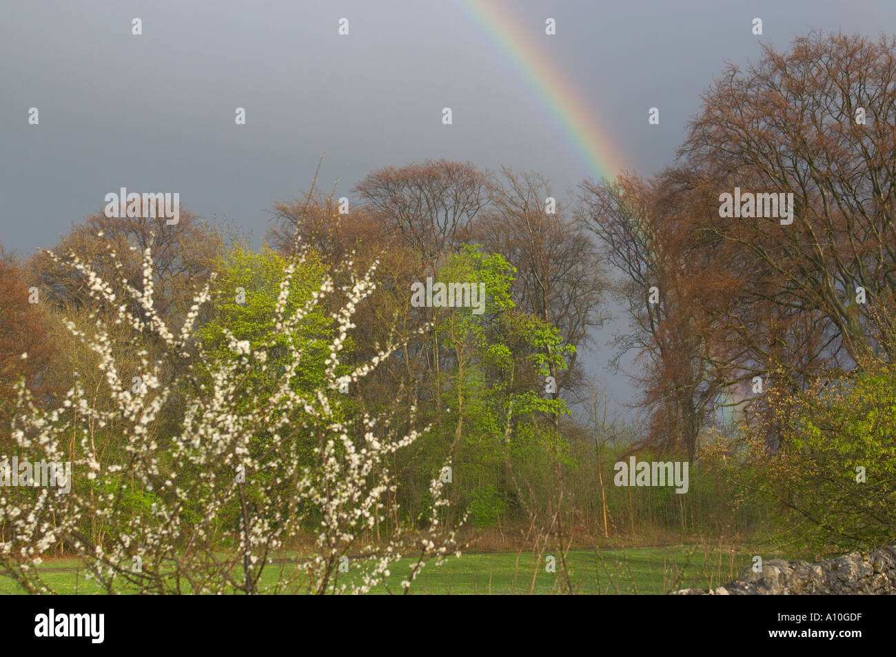 Rainbow on a wet spring day over beech trees Stock Photo - Alamy
