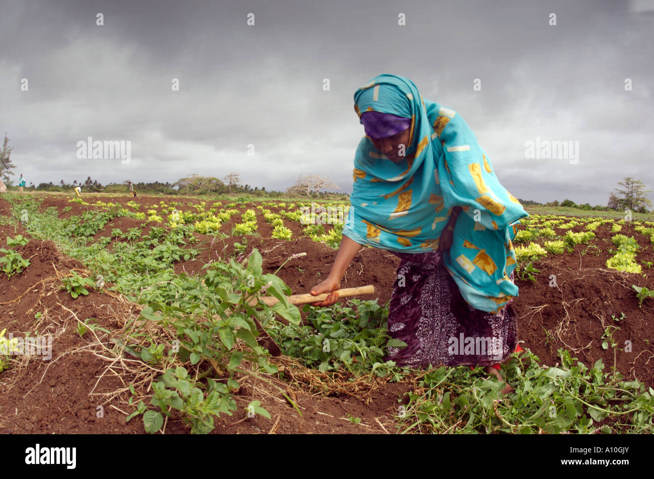 Farm worker planting crops in Lower Shabelle, southern Somalia Stock ...