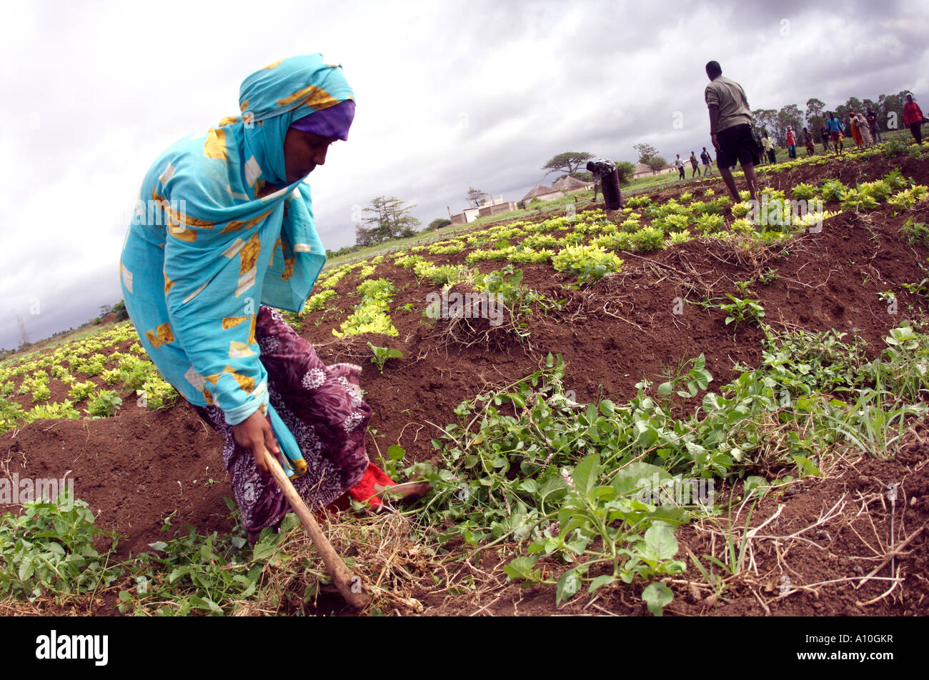 Farm worker planting crops in Lower Shabelle, southern Somalia Stock ...