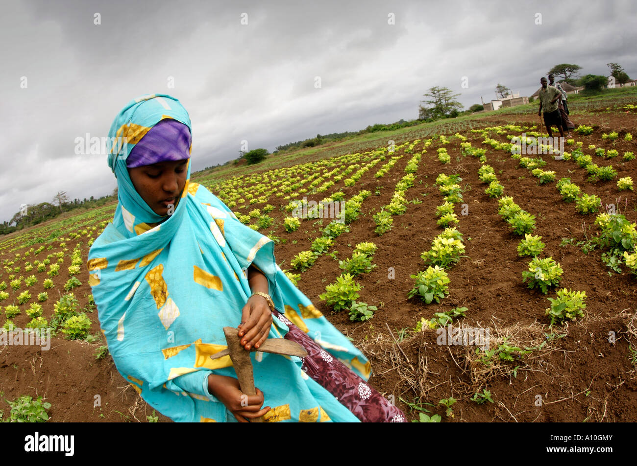 Farm worker planting crops in Lower Shabelle, southern Somalia Stock ...