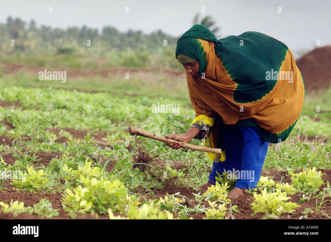 Farm worker planting crops in Lower Shabelle, southern Somalia Stock ...