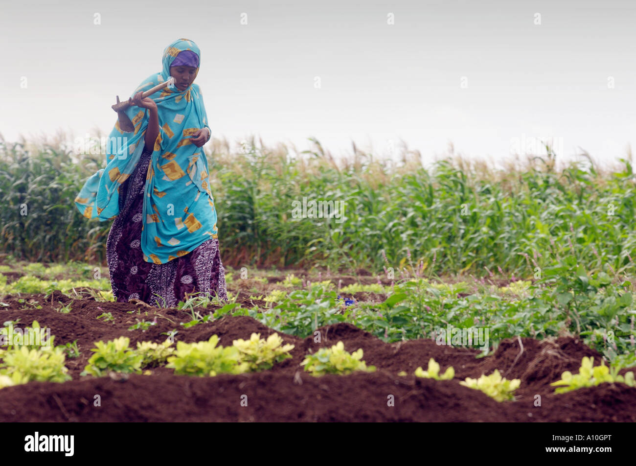 Farm worker planting crops in Lower Shabelle, southern Somalia Stock ...