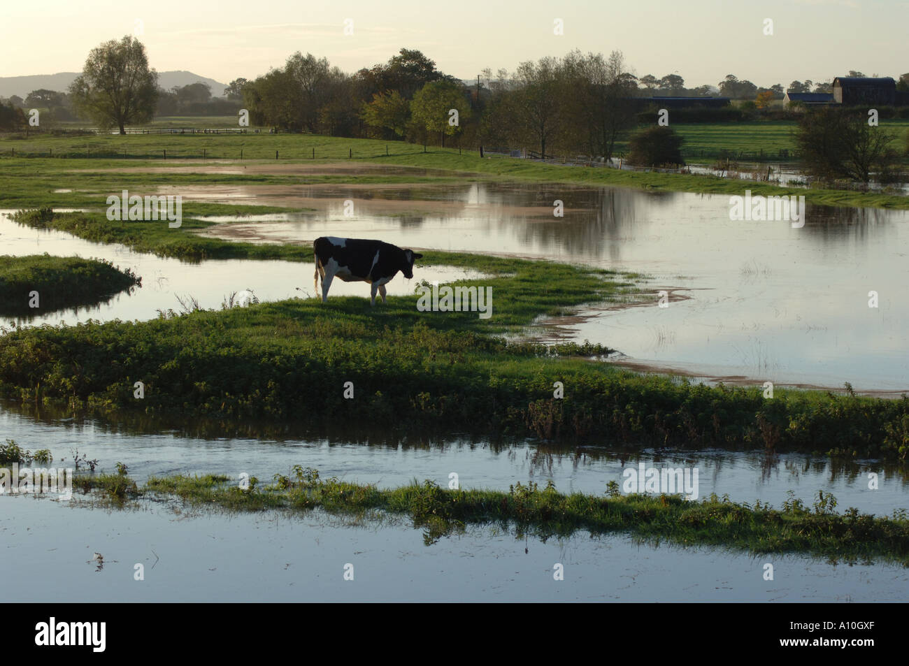 Lonely cow standing in the middle of a flooded field in chester Stock ...