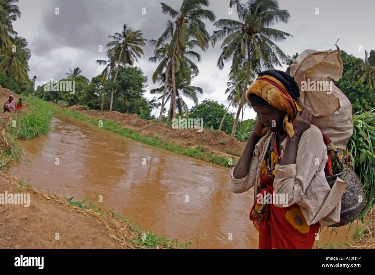Farm worker planting crops in Lower Shabelle, southern Somalia Stock ...