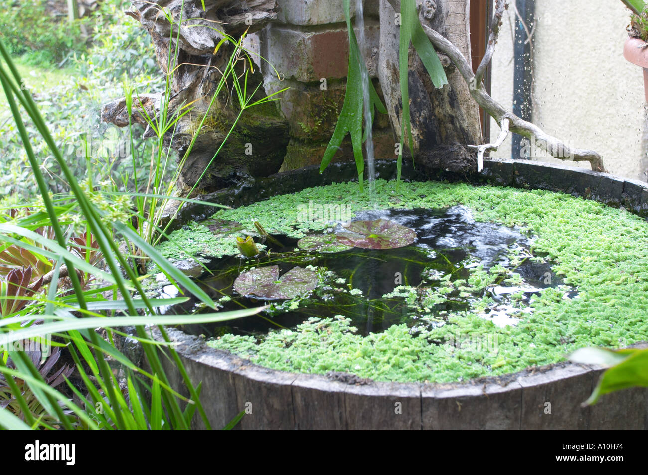 water features inside conservatory Stock Photo - Alamy