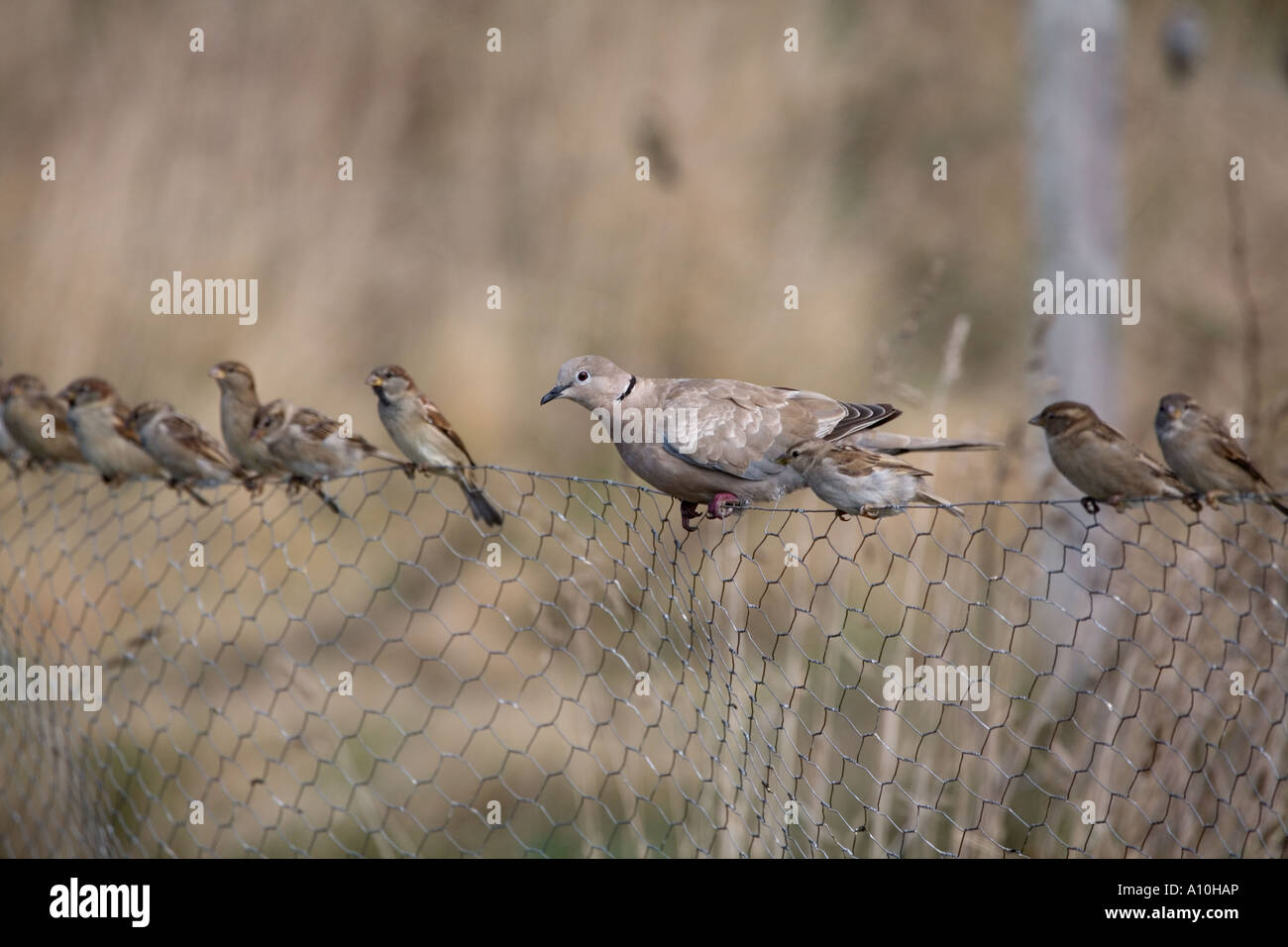 collared dove Steptopelia decaocto with a flock of house sparrows ...