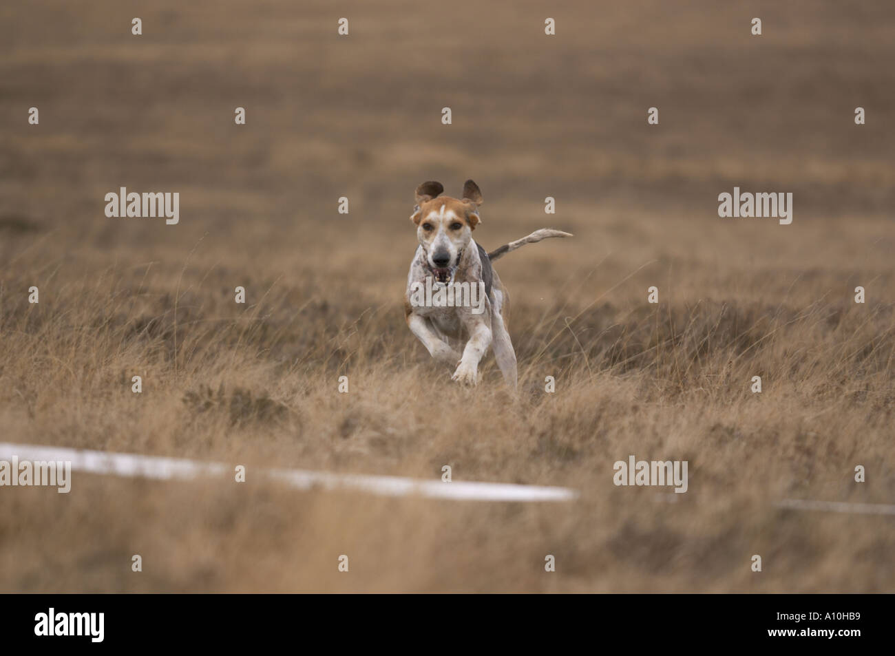 trail hound crossing the finishing line Stock Photo - Alamy