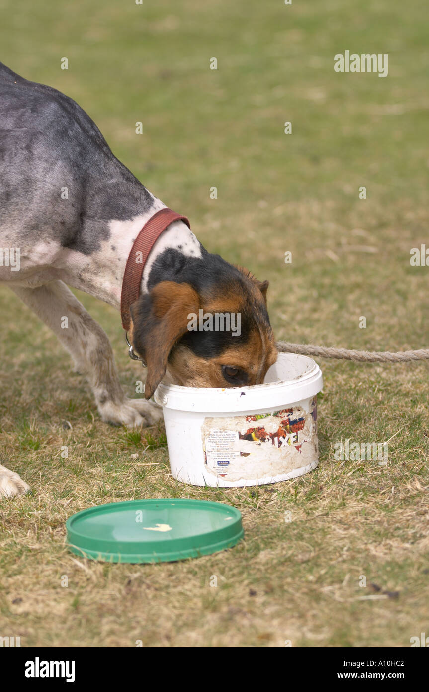 trail hound eating Stock Photo - Alamy