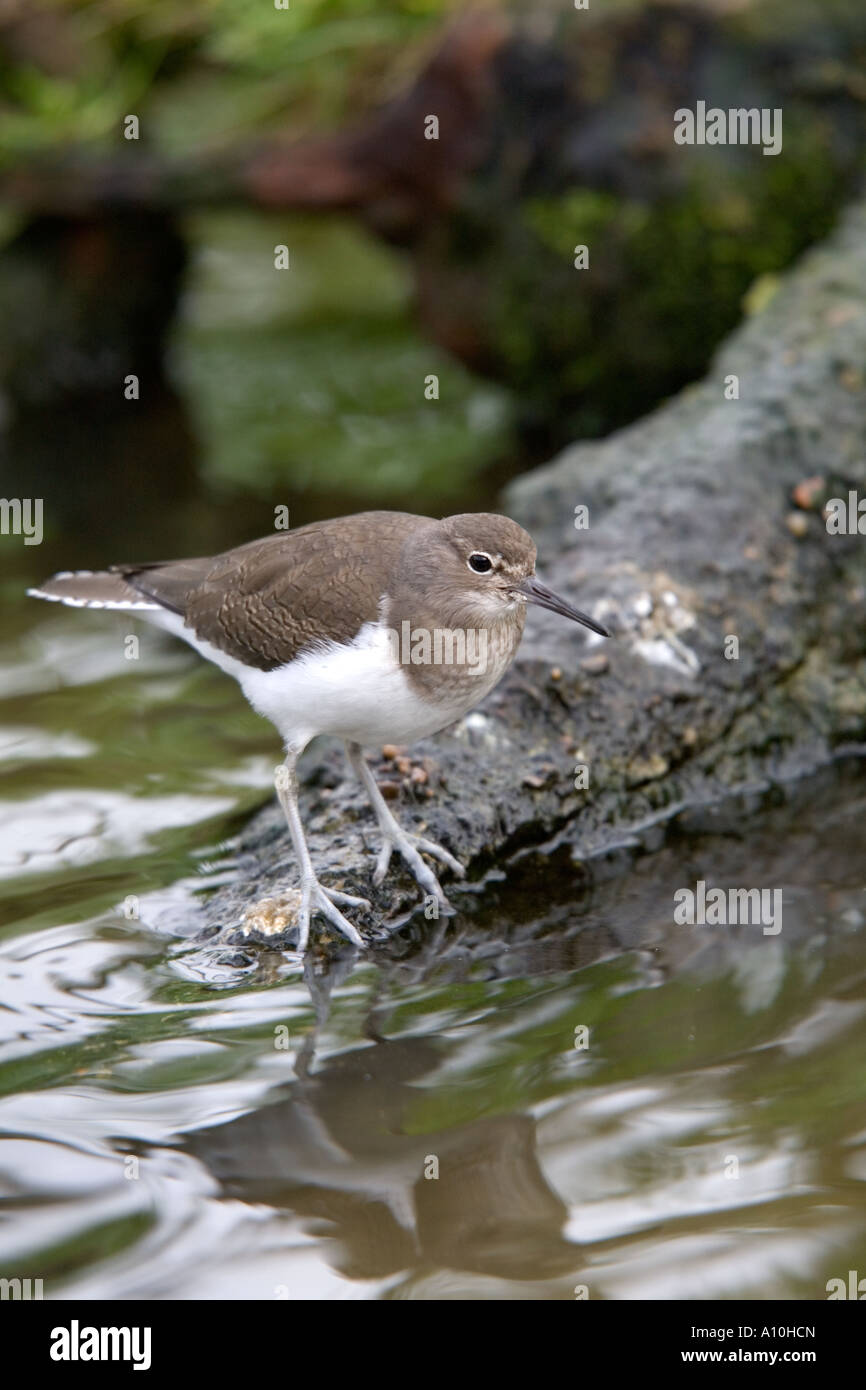 Juvenile Common Sandpiper