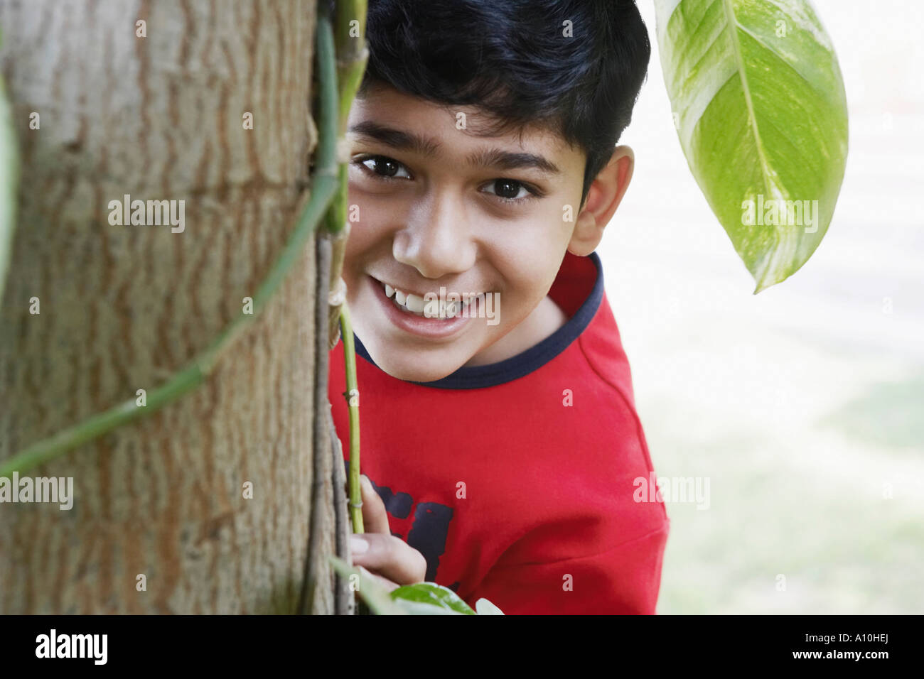 Portrait of a boy peeping from behind a tree Stock Photo - Alamy