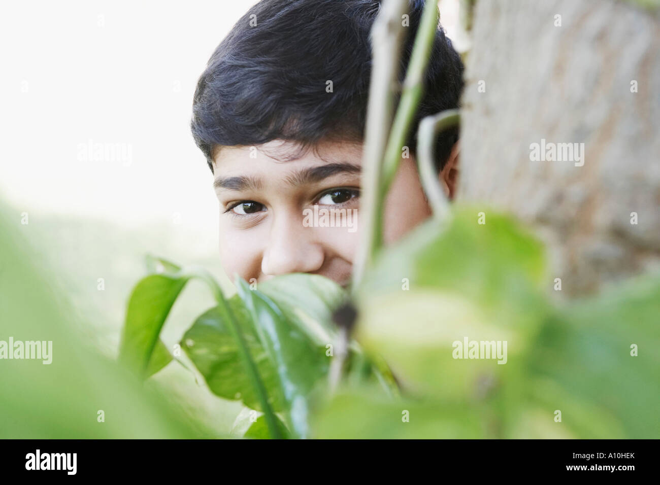 Boy hiding up a tree hi-res stock photography and images - Alamy