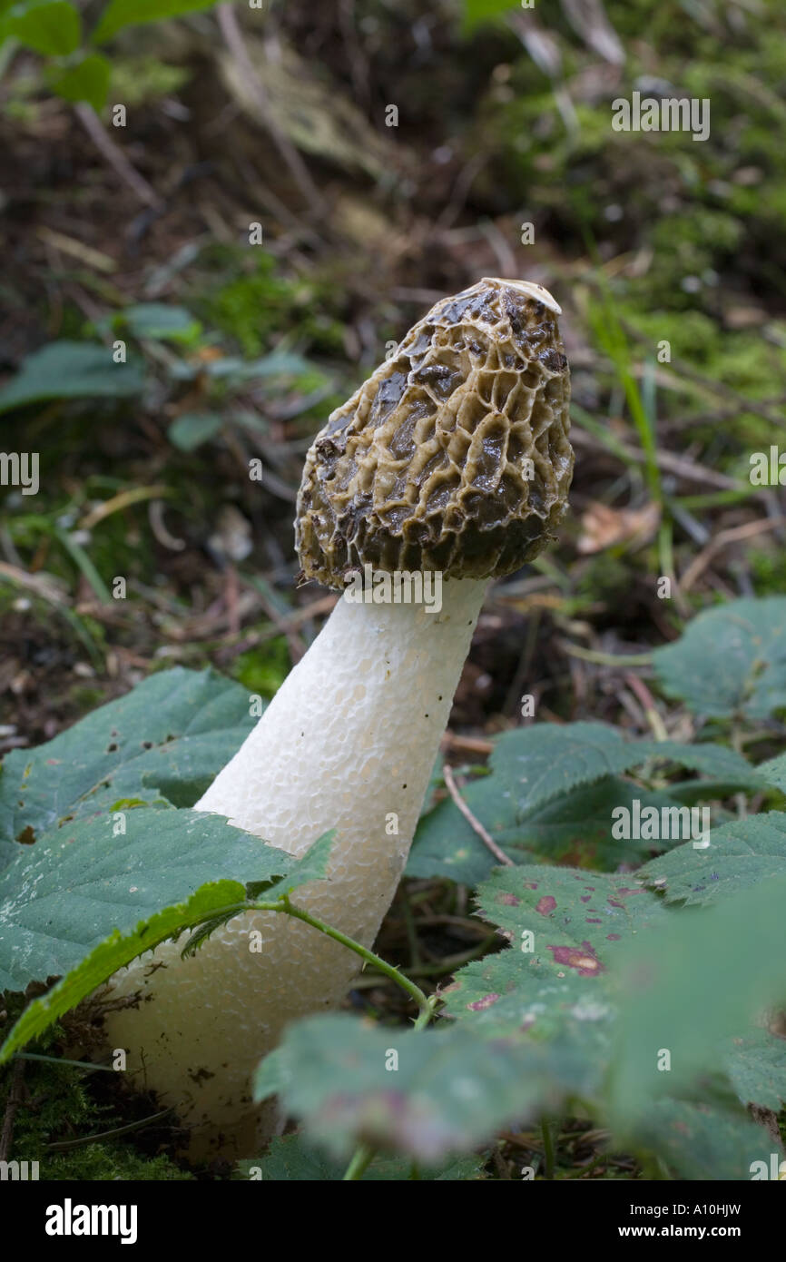 Phallic fruit hi-res stock photography and images - Alamy