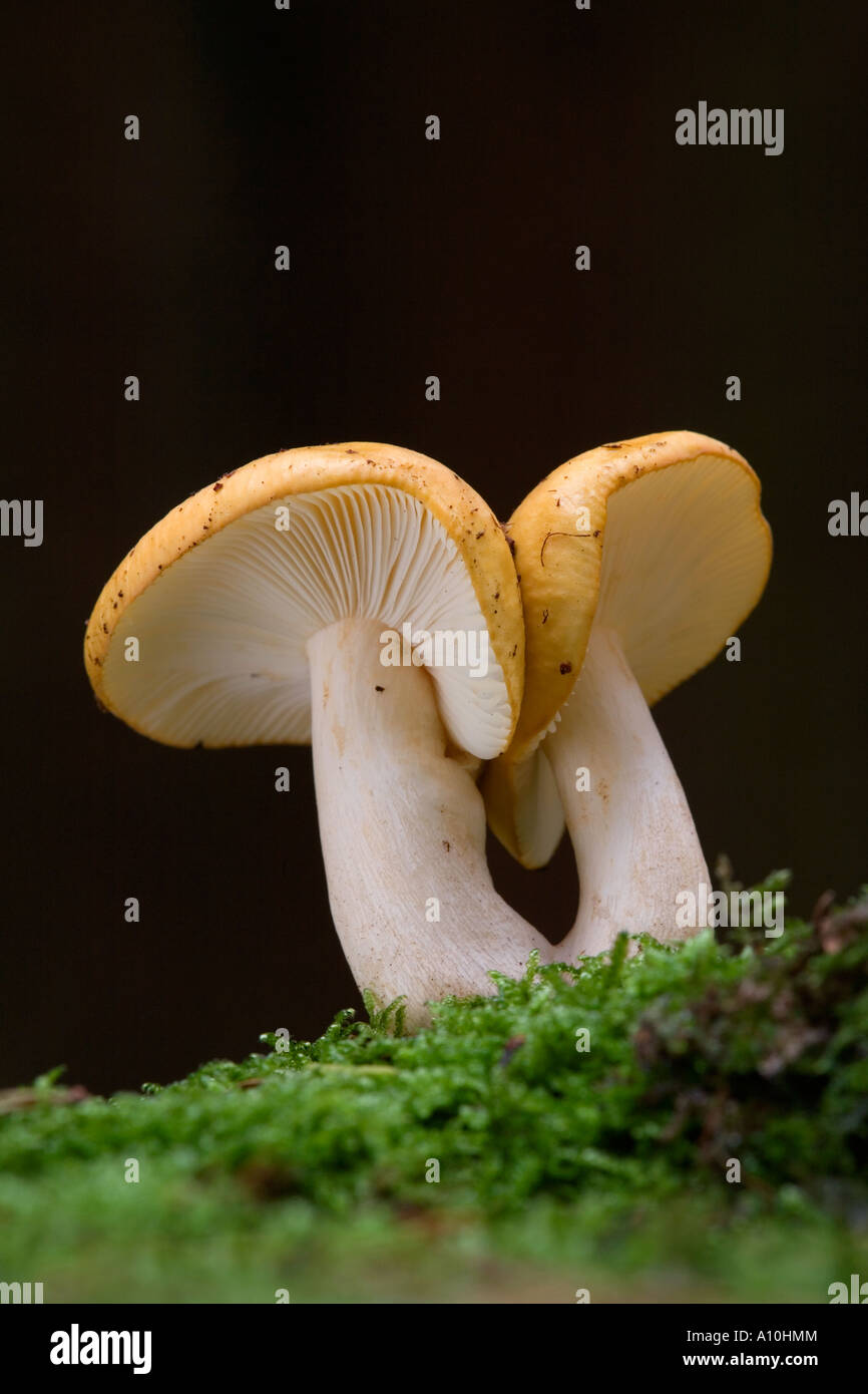 yellow russula fungus Russula ochraleuca showing two growing together ...