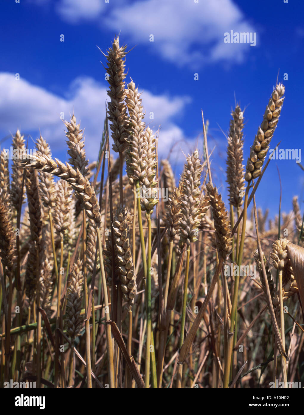 Wheat husks hi-res stock photography and images - Alamy