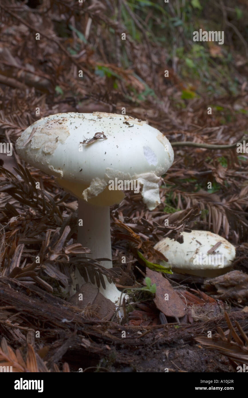 false death cap Amanita citrina autumn east anglia Stock Photo - Alamy