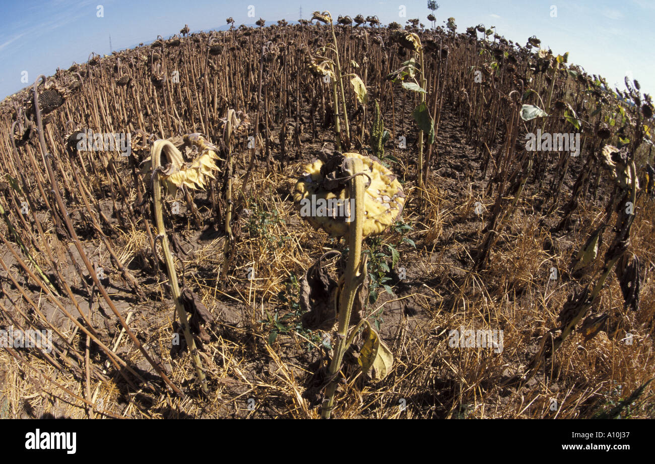 Wither flowers hi-res stock photography and images - Alamy