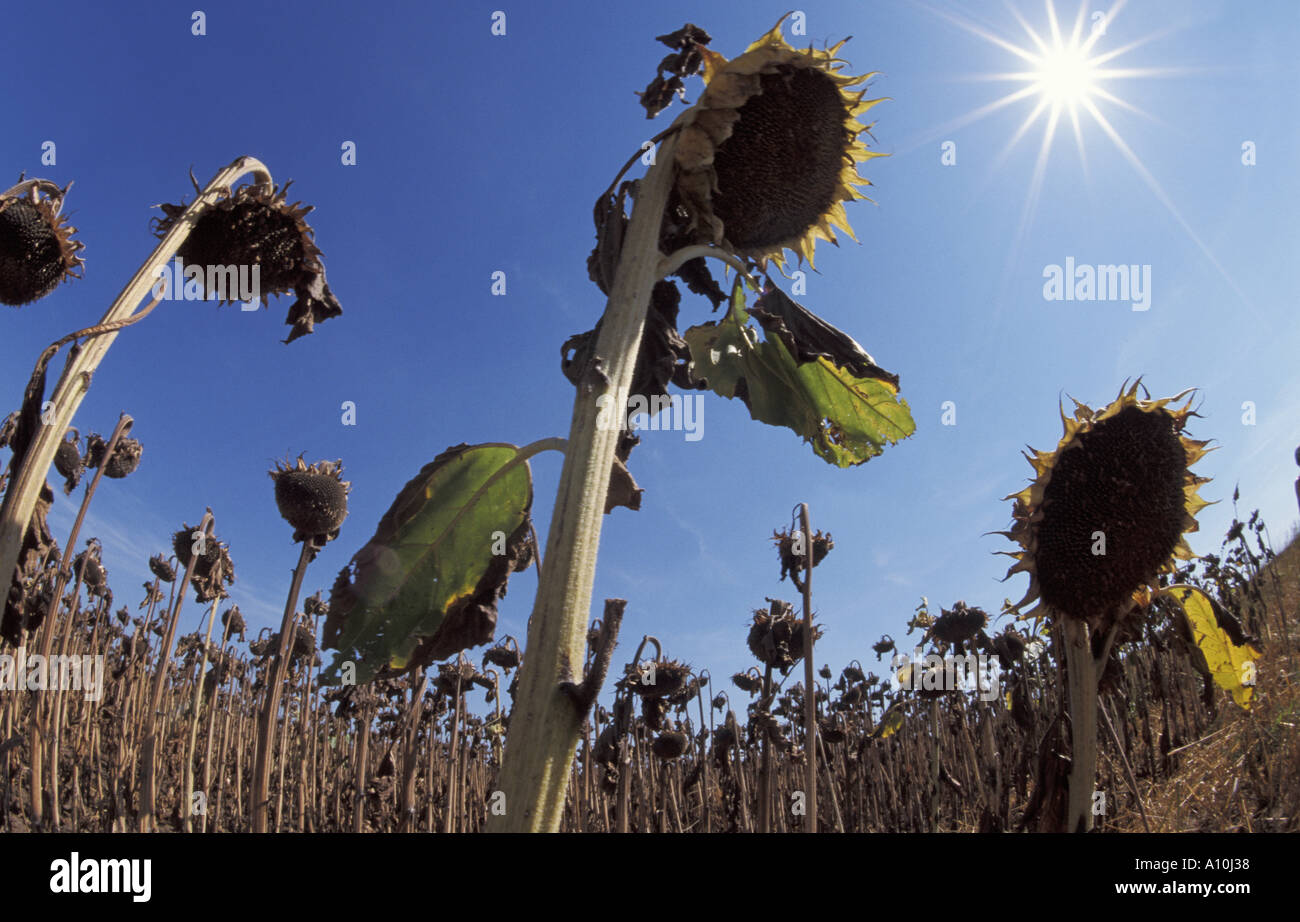 Agriculture and alternative energy hi-res stock photography and images ...
