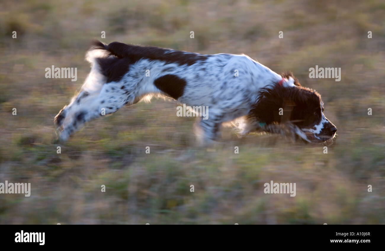 springer spaniel dog running in rough grass godrevy cornwall Stock ...