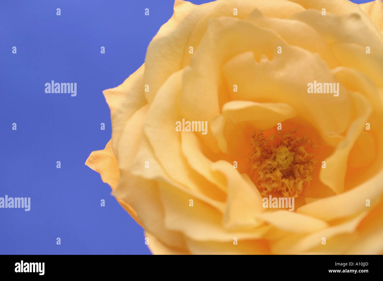 Yellow rose petal on Cut Out Stock Images & Pictures - Alamy
