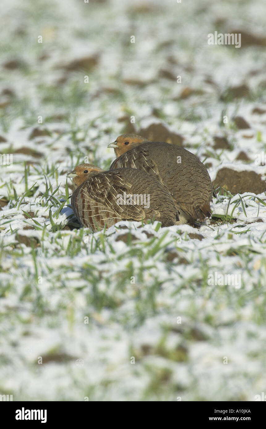 Male and female partridges hi-res stock photography and images - Alamy