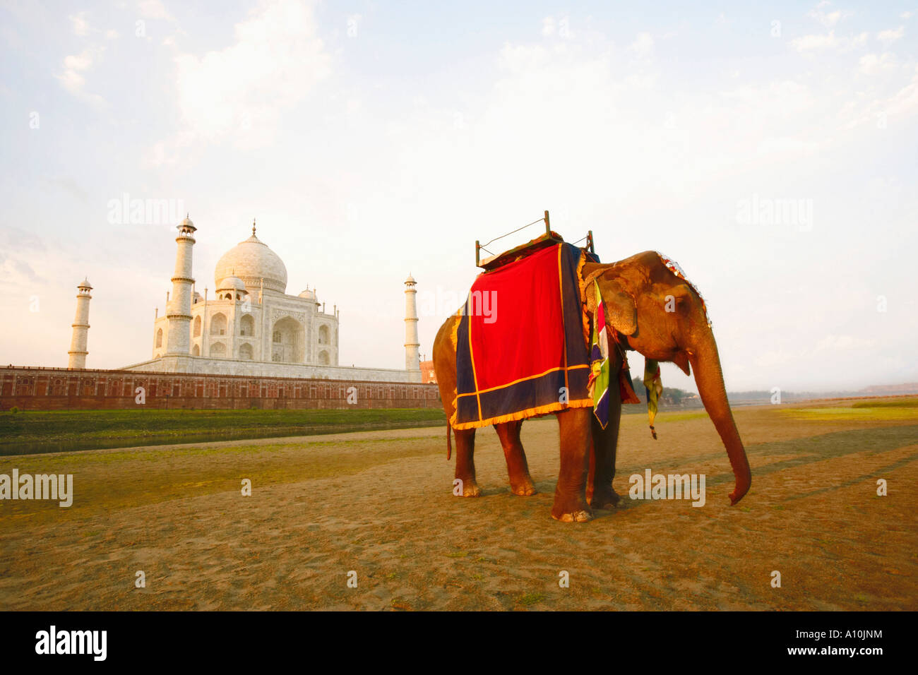 Elephant standing near a mausoleum, Taj Mahal, Agra, Uttar Pradesh ...