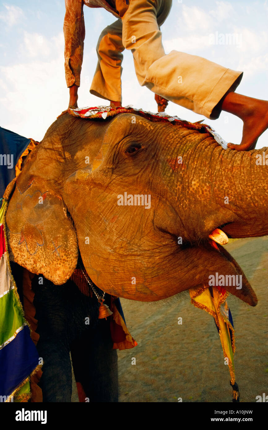 Man climbing on an elephant trunk Stock Photo - Alamy