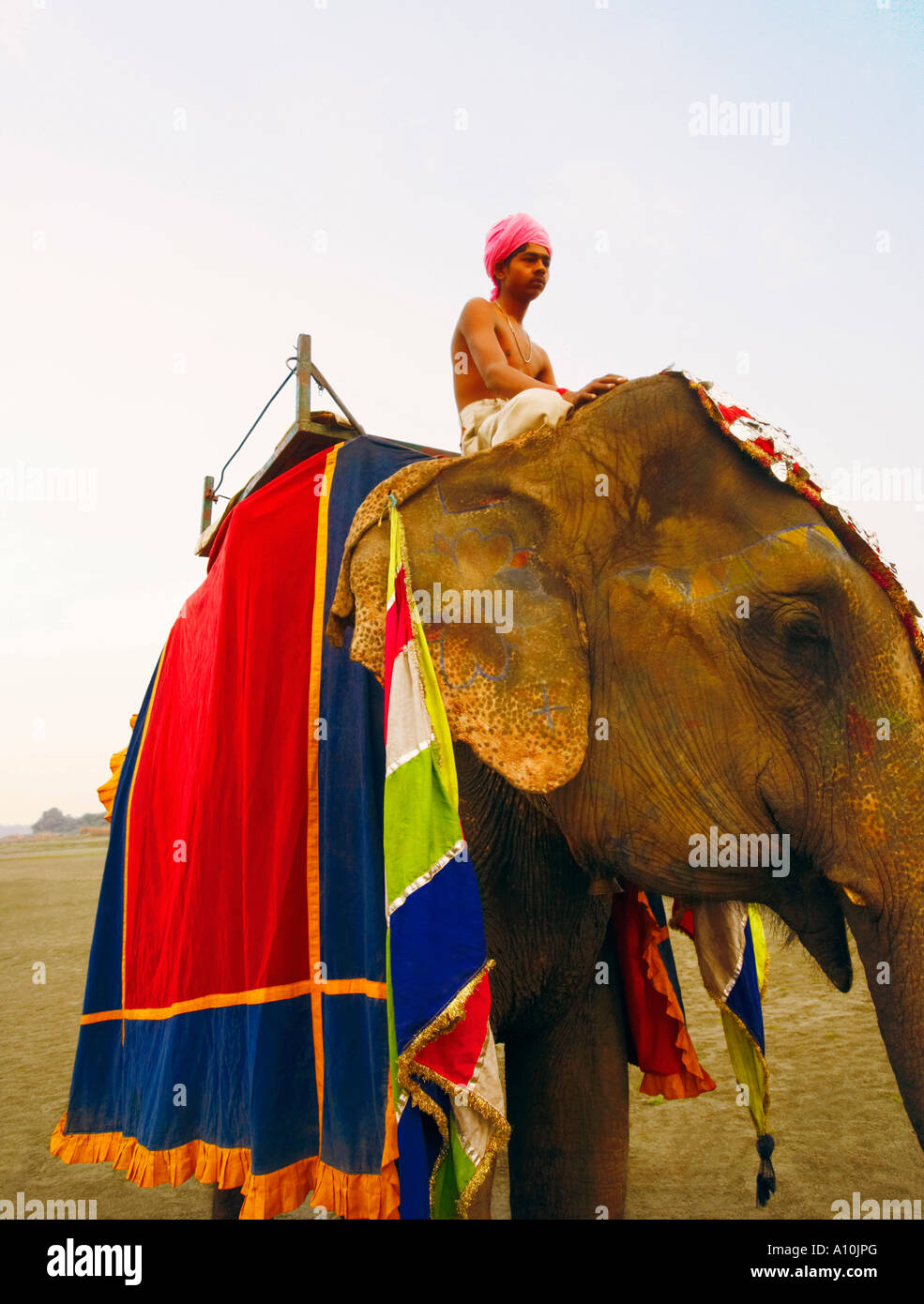 Young man sitting on an elephant Stock Photo - Alamy