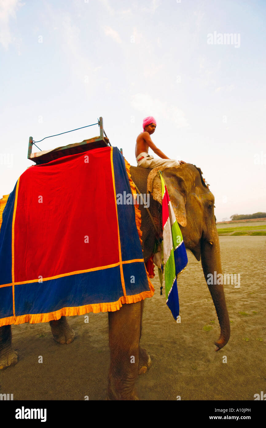 Indian Man Sitting On Elephant High Resolution Stock Photography and ...