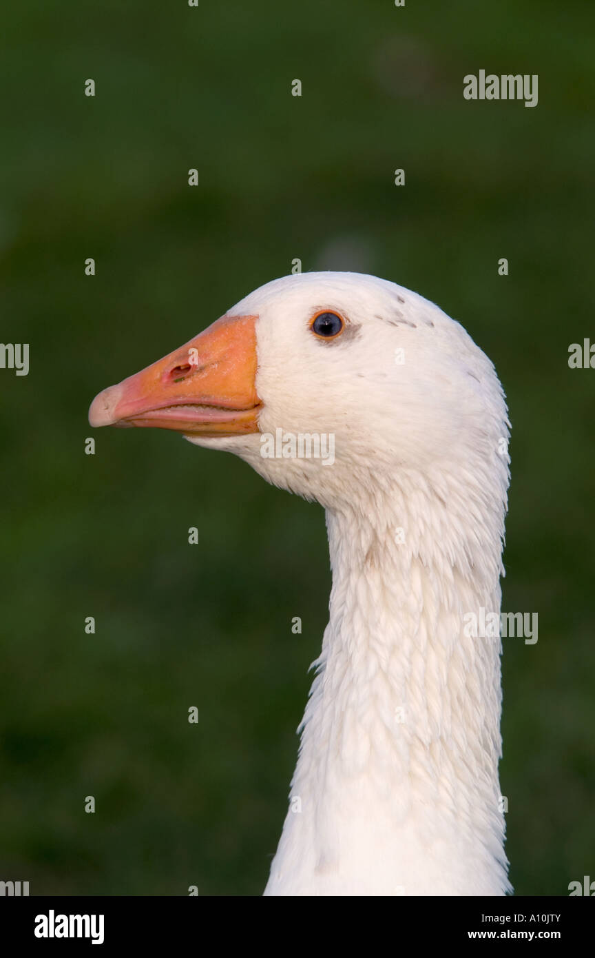 white goose head and neck shot Stock Photo - Alamy