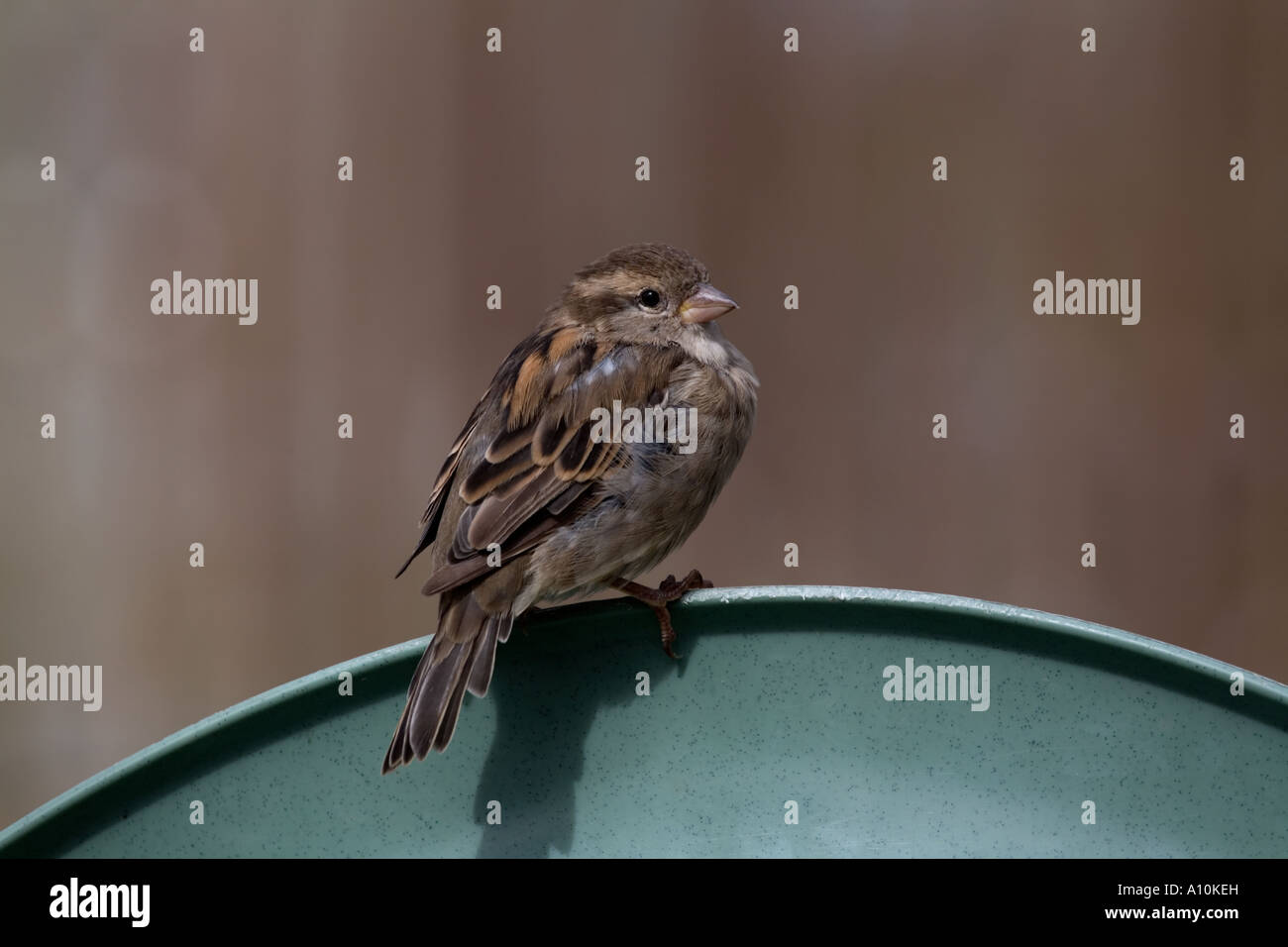 house sparrow Passer domesticus female perched Stock Photo - Alamy