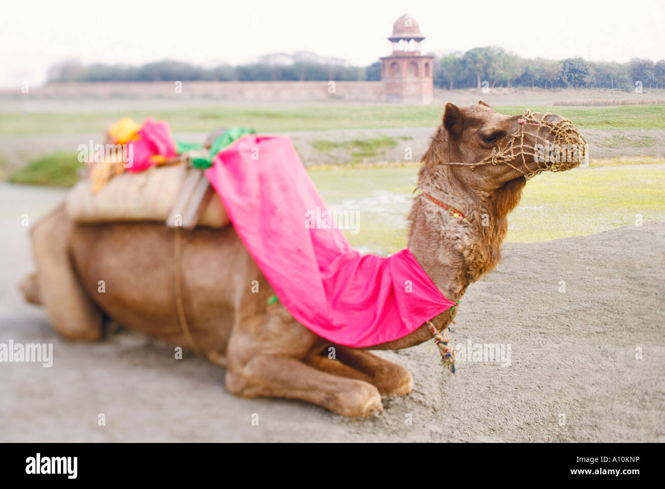 Close-up of a camel Stock Photo - Alamy