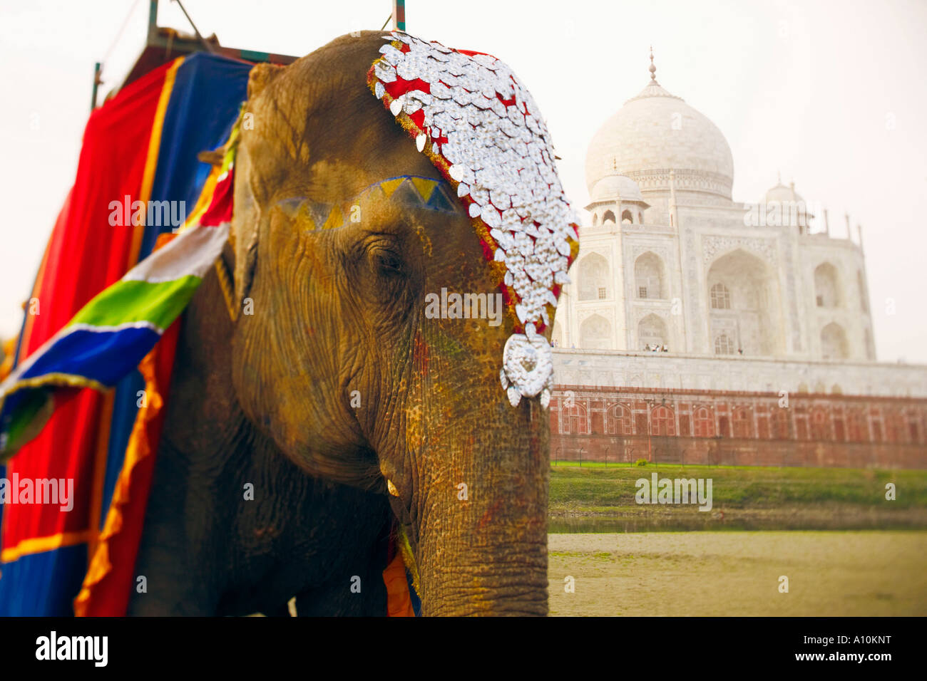 Close-up of an elephant in front of a mausoleum, Taj Mahal, Agra, Uttar ...
